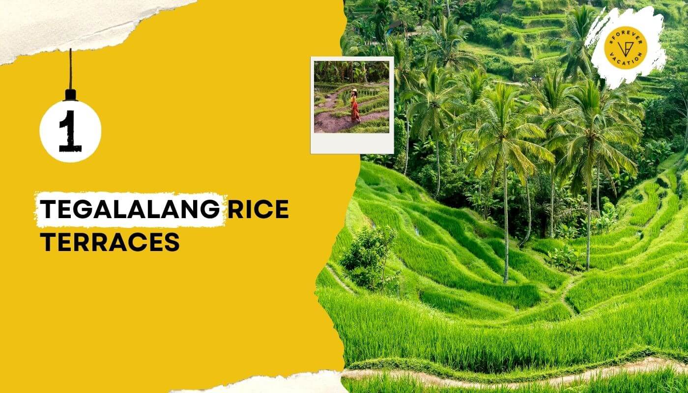 Bali’s Rice Fields – The Most Breathtaking Rice Terraces
