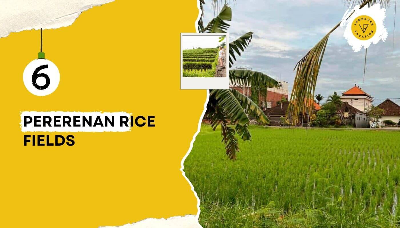 Bali’s Rice Fields – The Most Breathtaking Rice Terraces