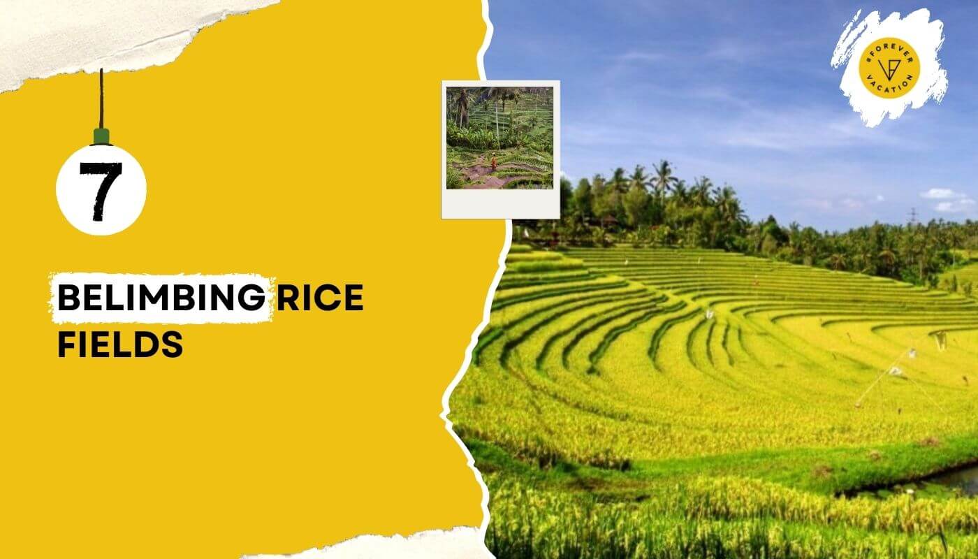 Bali’s Rice Fields – The Most Breathtaking Rice Terraces