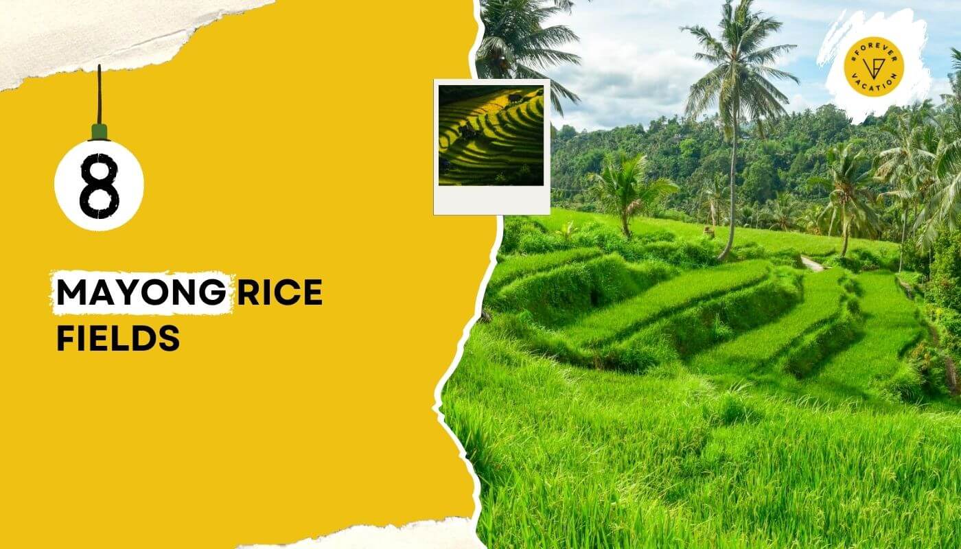 Bali’s Rice Fields – The Most Breathtaking Rice Terraces