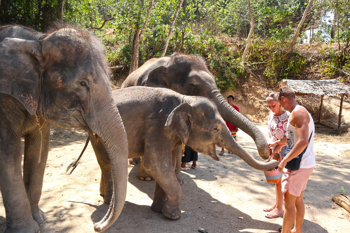 Ethical Elephant Experience & Intara Farm Tour | Elephant Tours Phuket