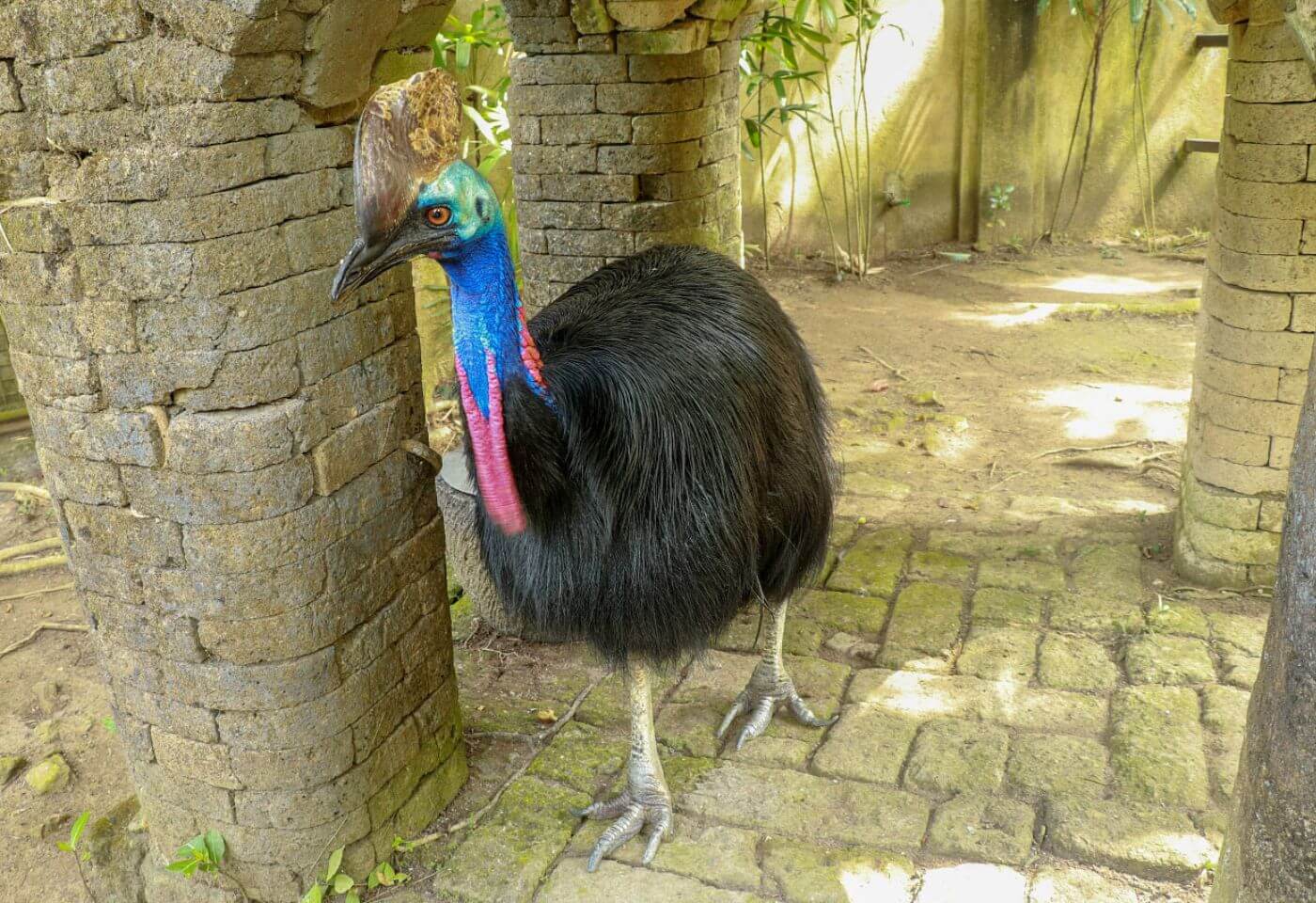 Bali Bird Park & Monkey Forest Tour | Private Bali Animal Tour