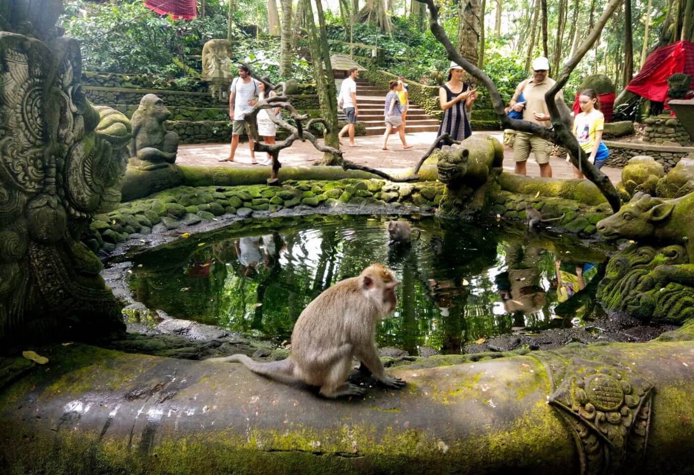 Bali Bird Park & Monkey Forest Tour | Private Bali Animal Tour