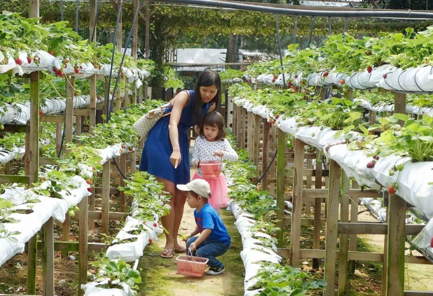 Kuala Lumpur Genting Highlands Highlight Tour | Private Genting ...