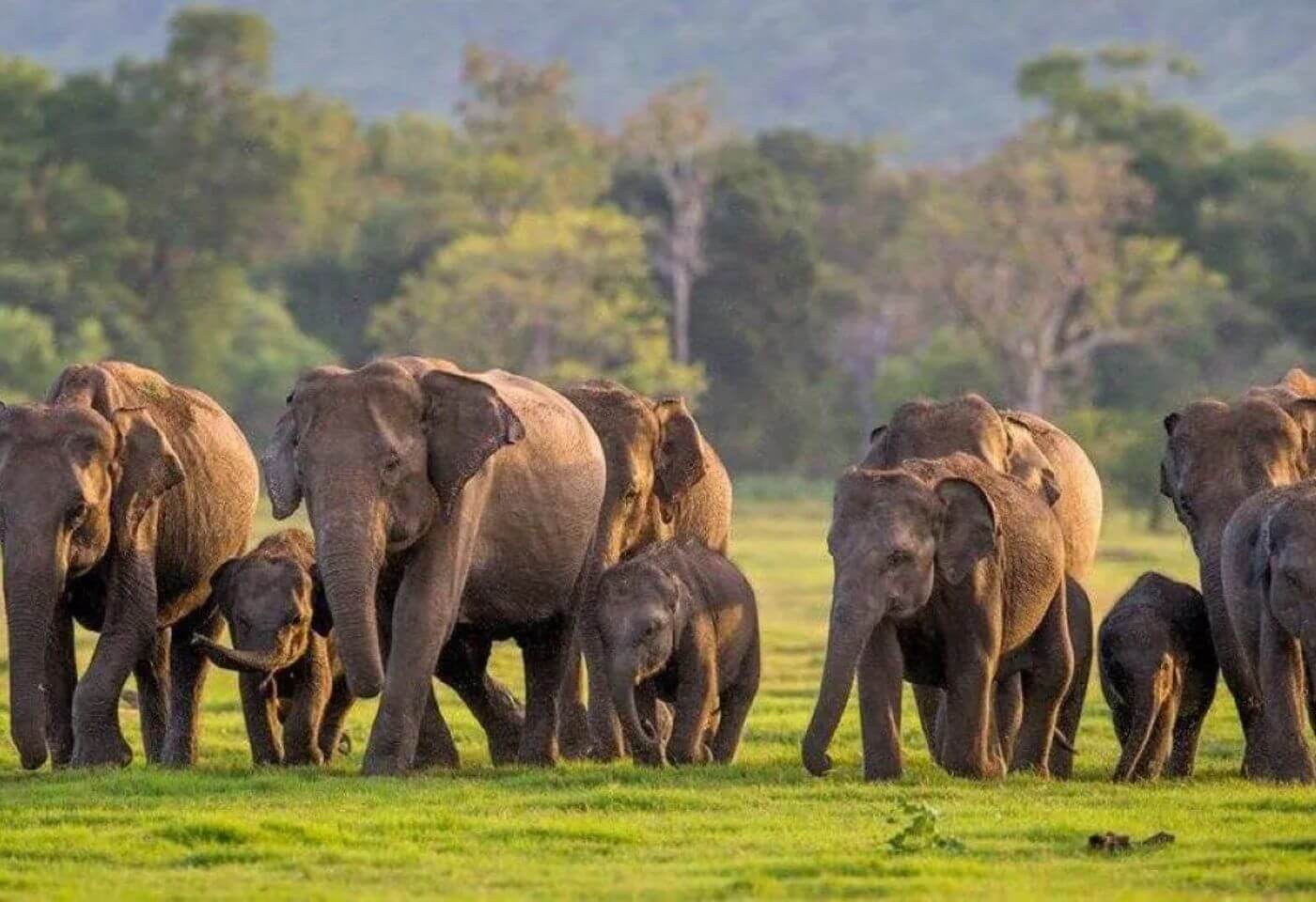 Polonnaruwa Unesco Ancient City And Elephant Safari Adventure | Private ...